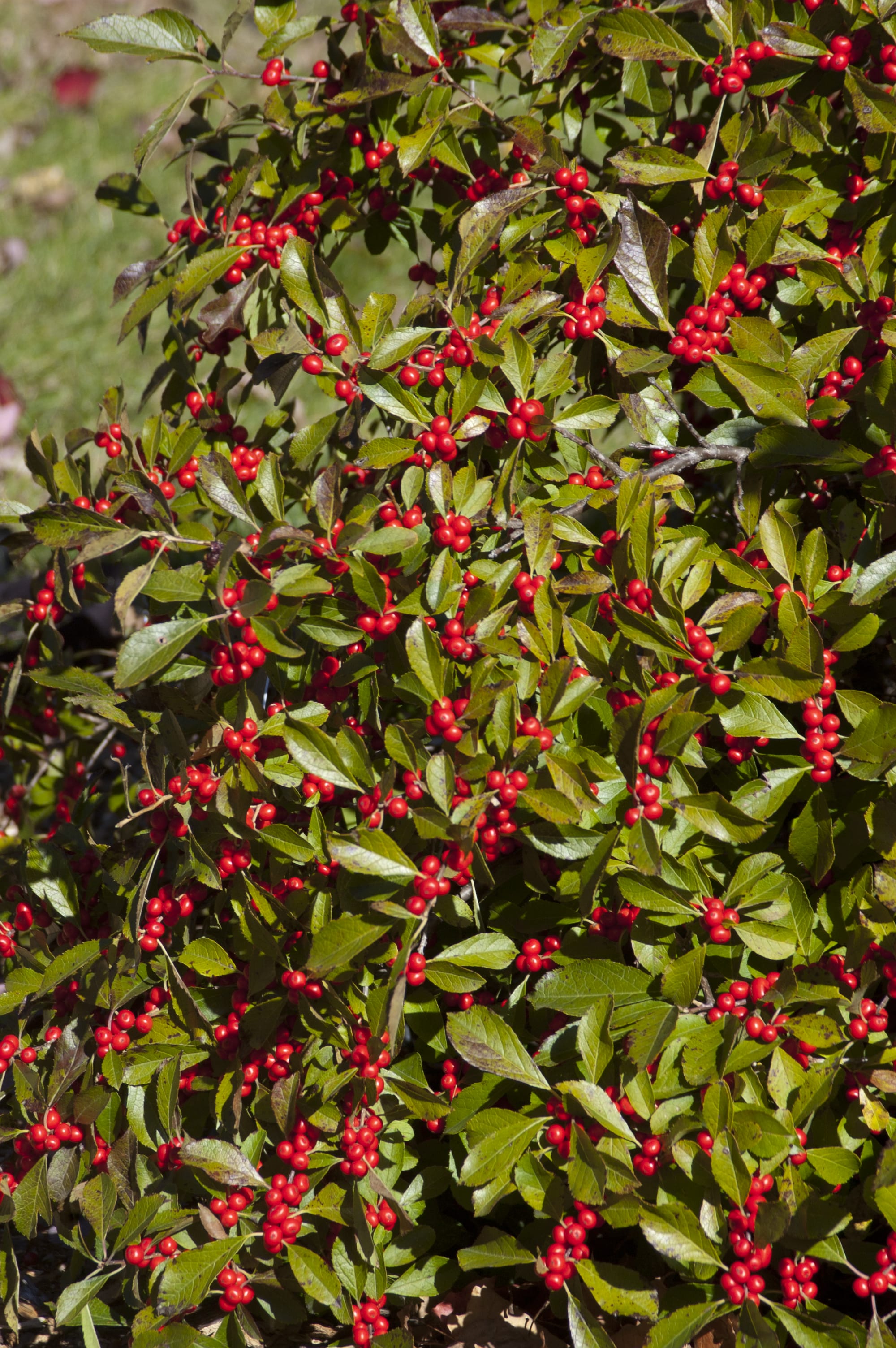 Ilex Red Sprite Female Winterberry #2 True | Chippewa Valley Growers